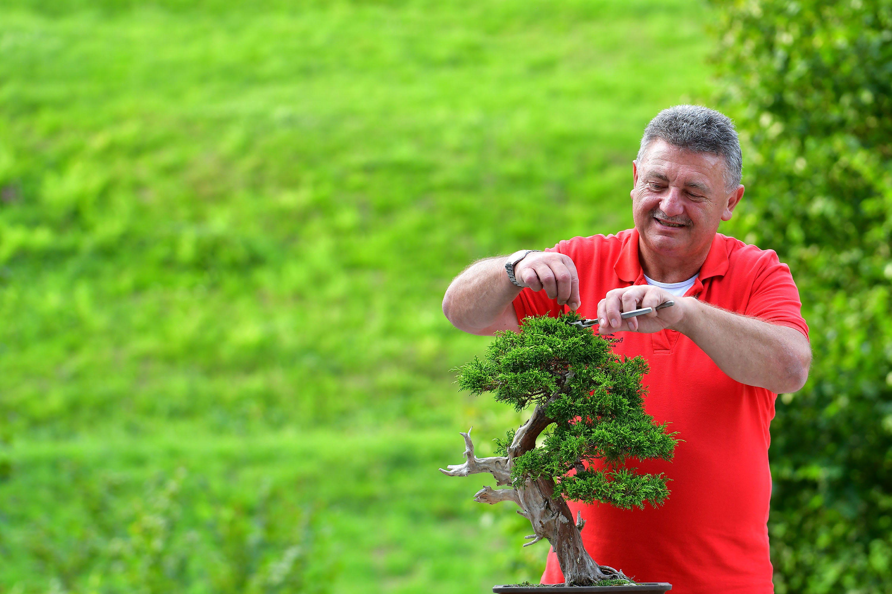 Bonsai Stube Roth | Ihr Bonsai-Spezialist in der Ortenau