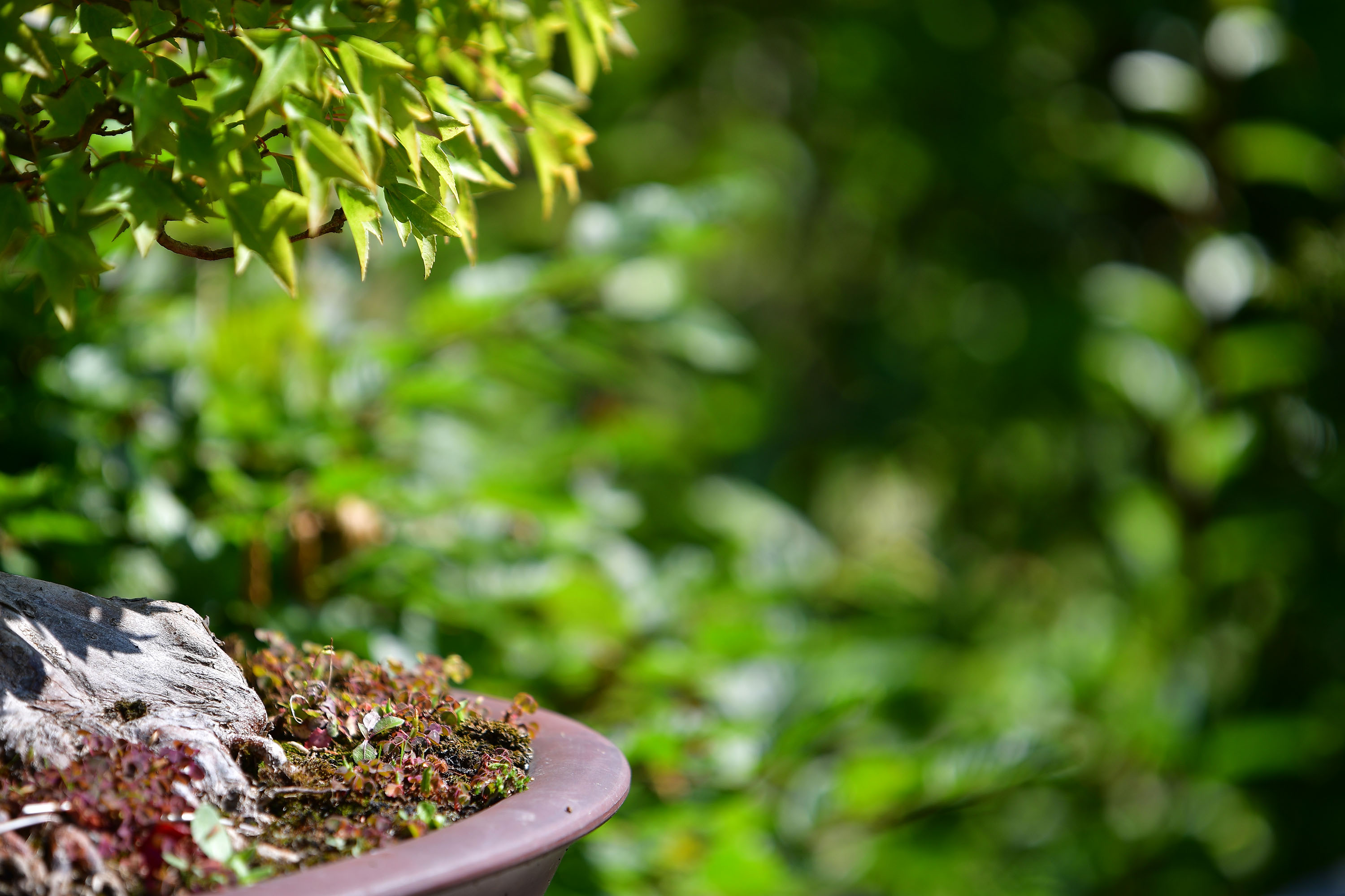 Bonsai Stube Roth | Ihr Bonsai-Spezialist in der Ortenau