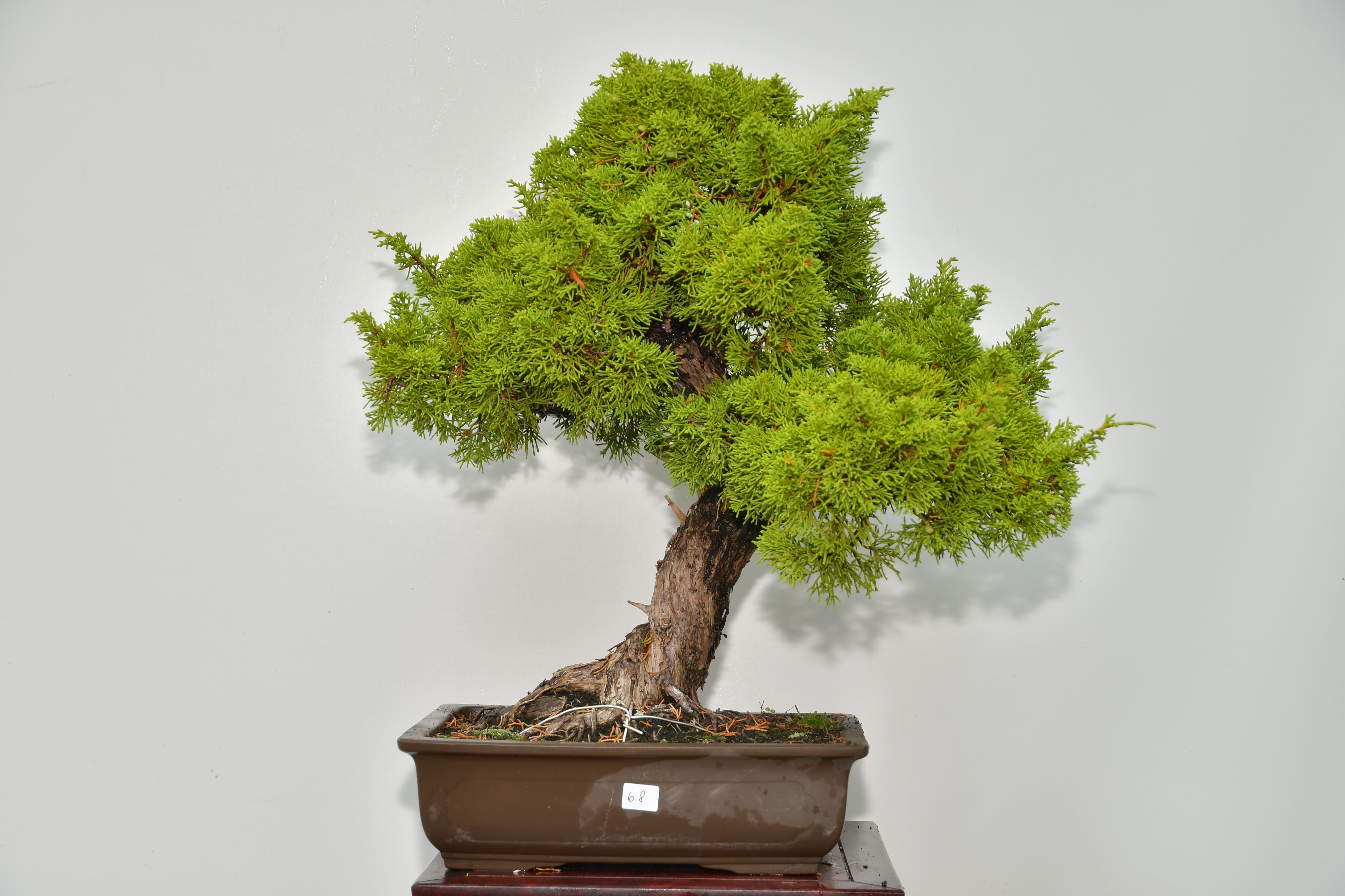 68 | Bonsai Stube Roth