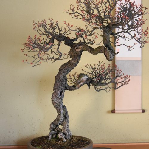 Shop | Bonsai Stube Roth